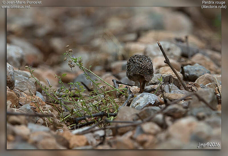 Perdrix rouge Poussin - jmpo204814