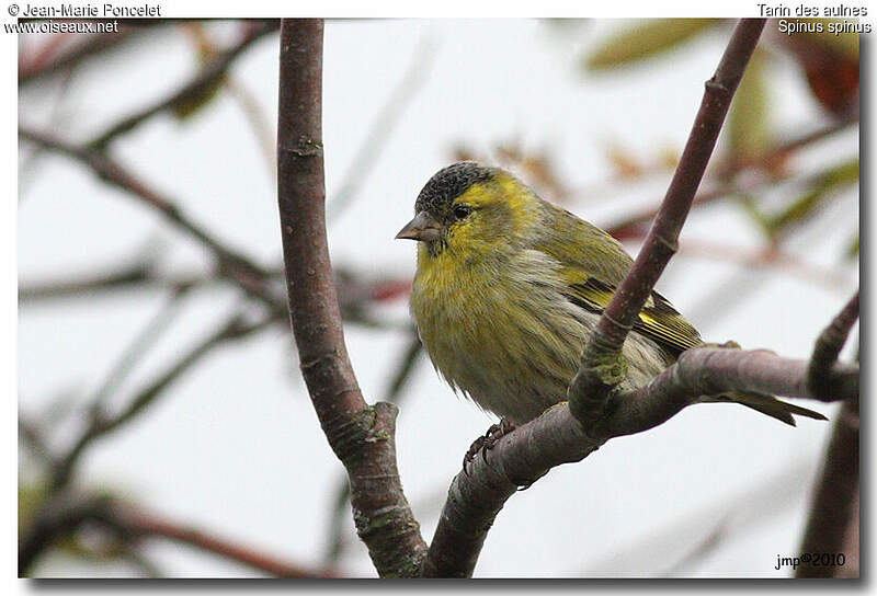 Tarin des aulnes - jmpo91063