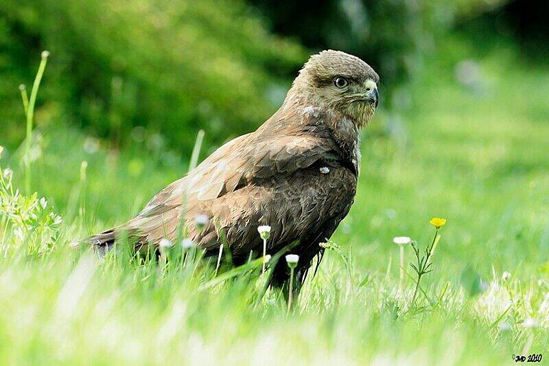 Buse variable adulte - jmde88712