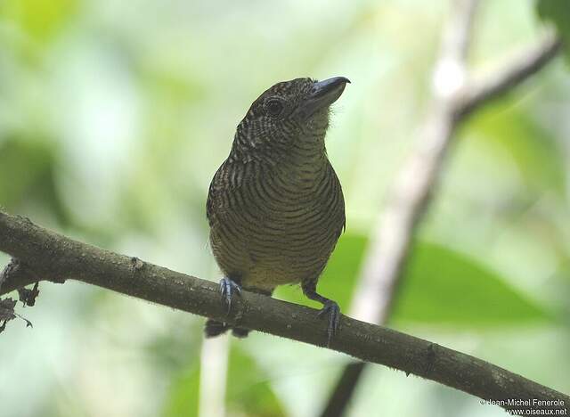 Batara fascié - Cymbilaimus lineatus - jefe177494