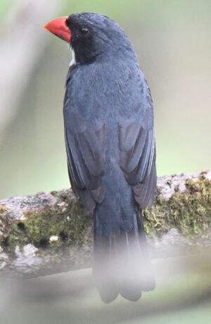 Cardinal ardoisé - Saltator grossus