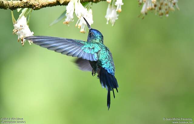 Blue-headed Hummingbird - Riccordia bicolor - jefe310069
