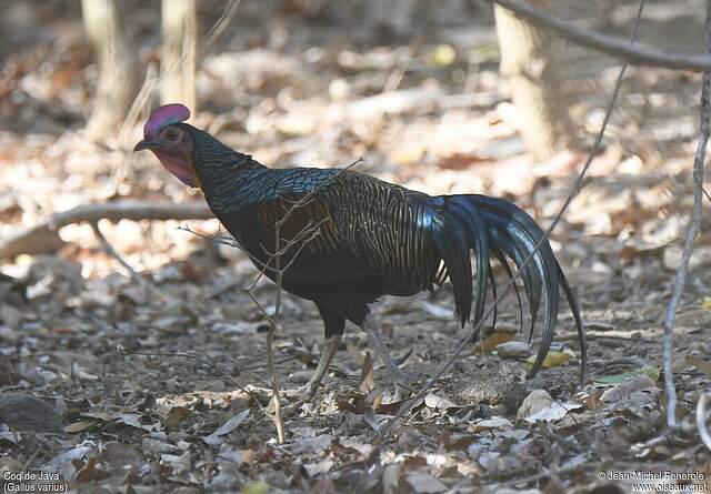 Coq de Java - jefe255004