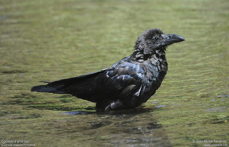 Corbeau à gros bec - Corvus macrorhynchos - jefe205850