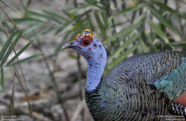 Dindon ocellé - jefe240962