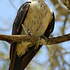 Sickle-billed Vanga - Pictures, page 1