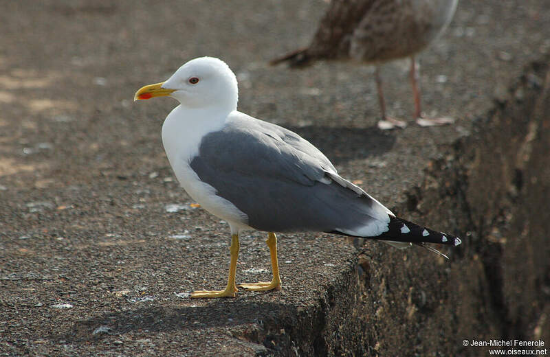 Goéland leucophée - Larus michahellis - jefe119073
