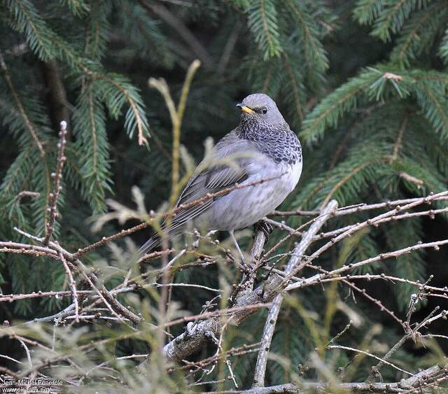 Grive à gorge noire mâle adulte internuptial - jefe241677