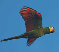 Ara vert - Ara severus