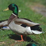 Mallard - Anas platyrhynchos