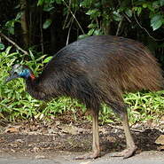Casoar à casque - Casuarius casuarius