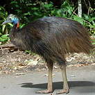 Casoar à casque - Casuarius casuarius