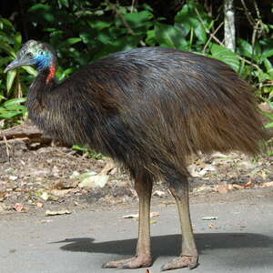 Southern Cassowary - Casuarius casuarius