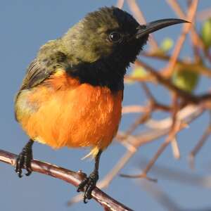 Flame-breasted Sunbird - Cinnyris solaris
