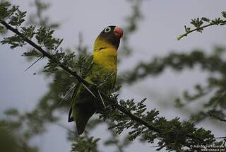 Inséparable masqué - jefe159866