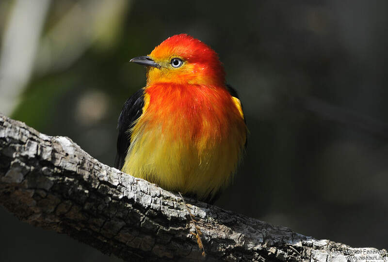 Band-tailed Manakin - Pipra fasciicauda male adult breeding - jefe89835