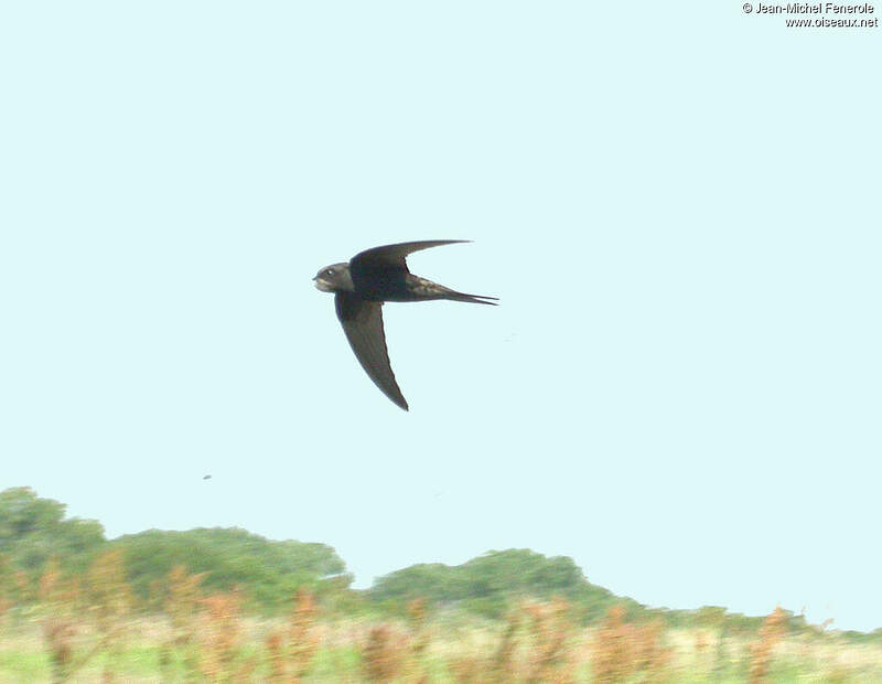 Martinet noir - jefe8120