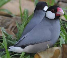 Padda de Java - Padda oryzivora