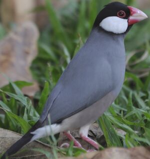 Java Sparrow - Lonchura oryzivora