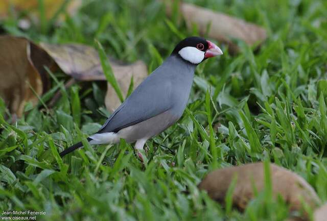 Padda de Java adulte - jefe145323