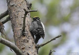 Pic tridactyle - jefe123155