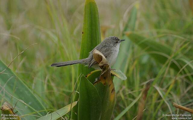 Prinia délicate - jefe216006