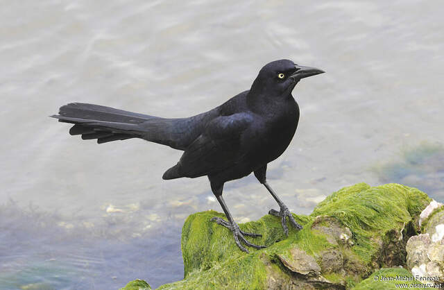 Quiscale à longue queue mâle adulte - jefe99515