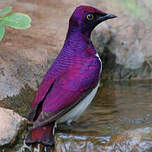 Violet-backed Starling - Cinnyricinclus leucogaster