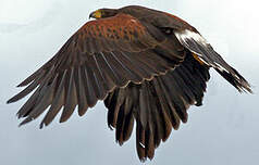 Buse de Harris - Parabuteo unicinctus