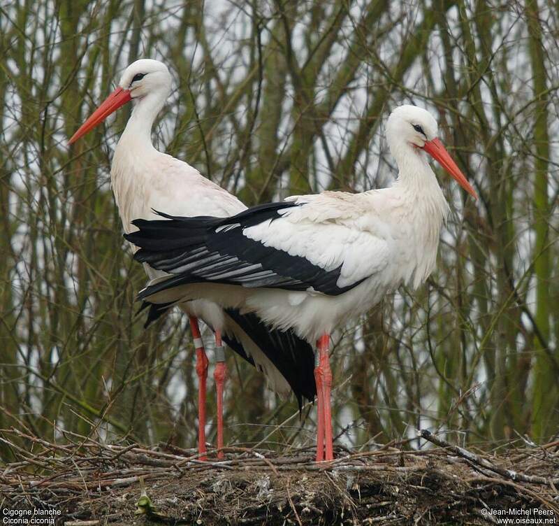 Cigogne blanche - jmpe31003