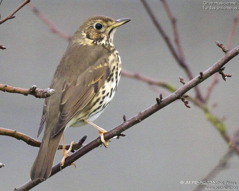 Grive musicienne adulte - jmpe78351