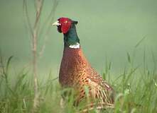 Galliformes - Oiseaux.net