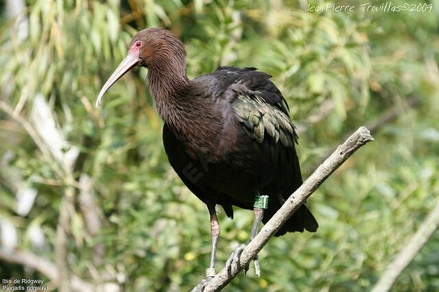 Puna Ibis - Plegadis ridgwayi - jptr70896