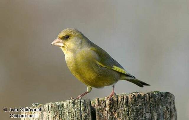 Verdier d'Europe - Chloris chloris - jech1208