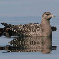 Labbe à longue queue - Stercorarius longicaudus