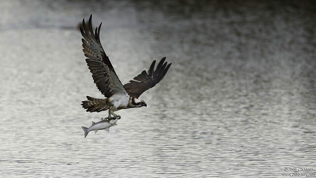 Balbuzard pêcheur - Pandion haliaetus - joch297658