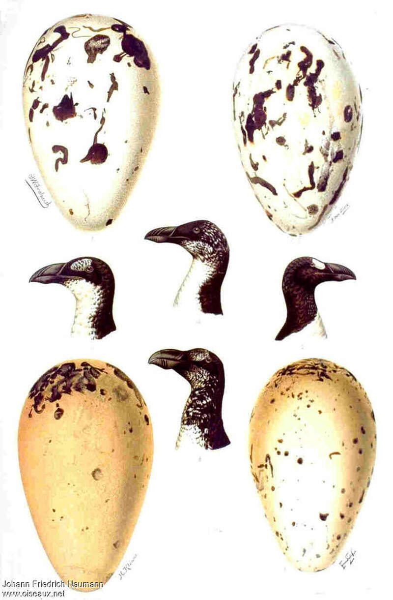 Grand Pingouin - jfna46323