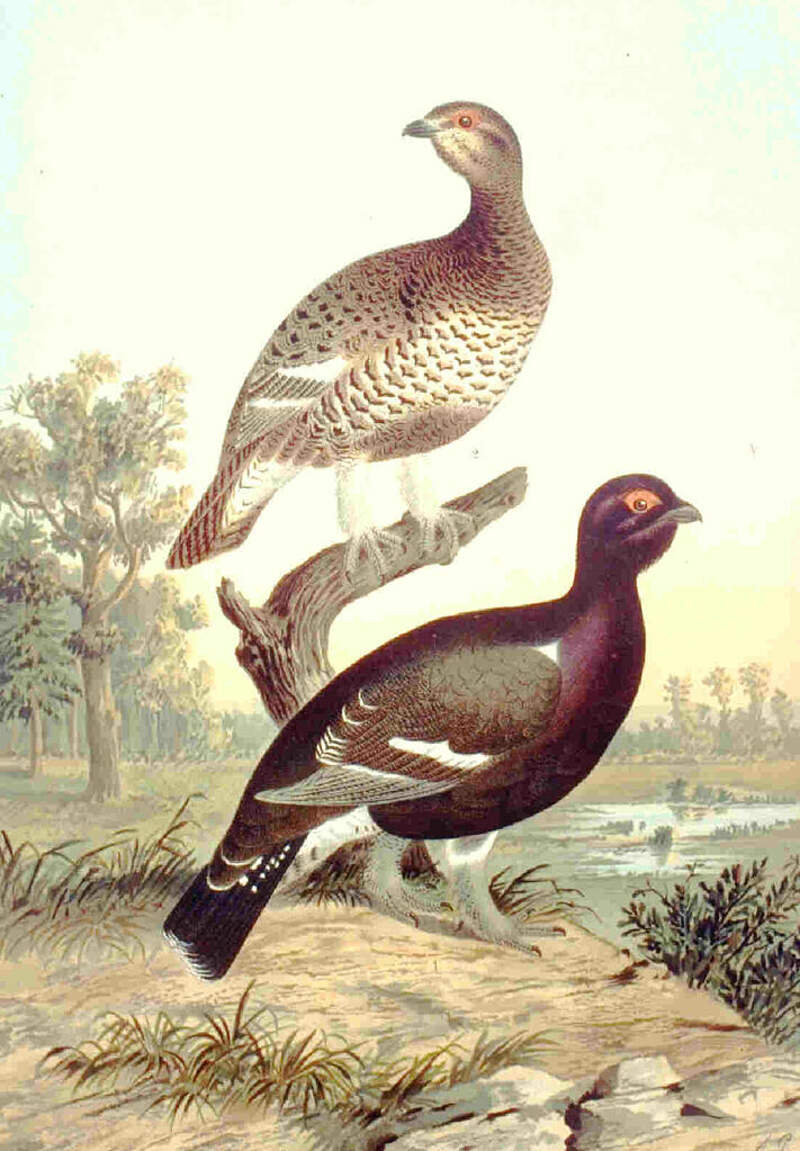 Grand Tétras - jfna4811