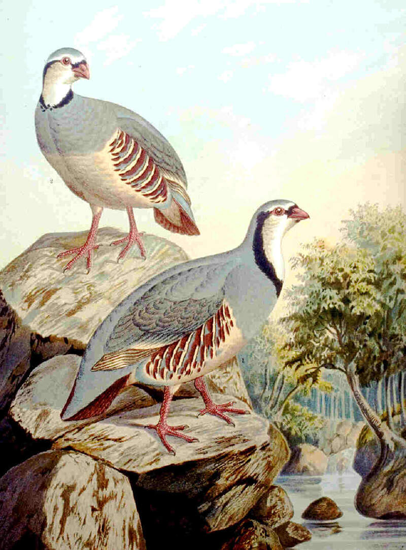 Perdrix bartavelle - jfna4852