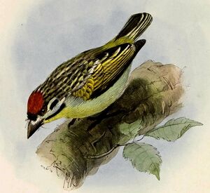 Barbion à front rouge - Pogoniulus pusillus