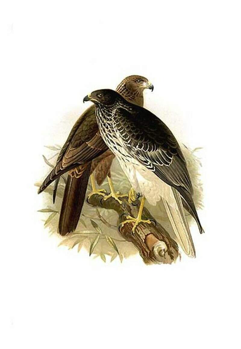 Reunion Harrier - Circus maillardi - jgke101972