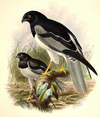 Busard tchoug - jgke102494