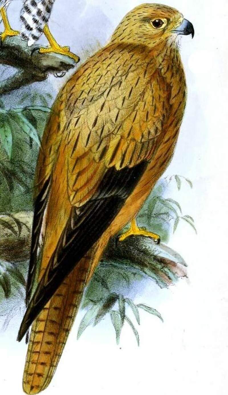 Fox Kestrel - Falco alopex - jgke97721