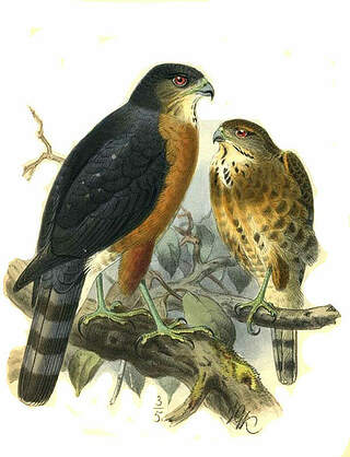 Besra - Accipiter virgatus - jgke55909