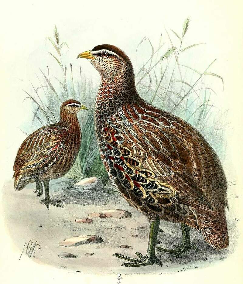 Francolin à double éperon - jgke122659