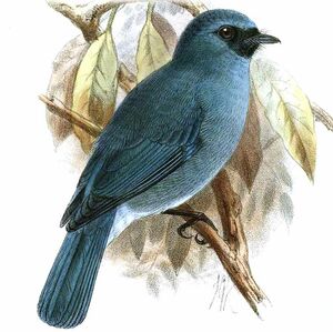 Turquoise Flycatcher - Eumyias panayensis