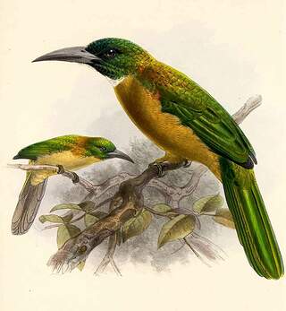 Great Jacamar - Jacamerops aureus - jgke115737