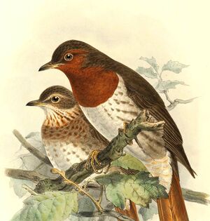 Grive à gorge rousse - Turdus ruficollis