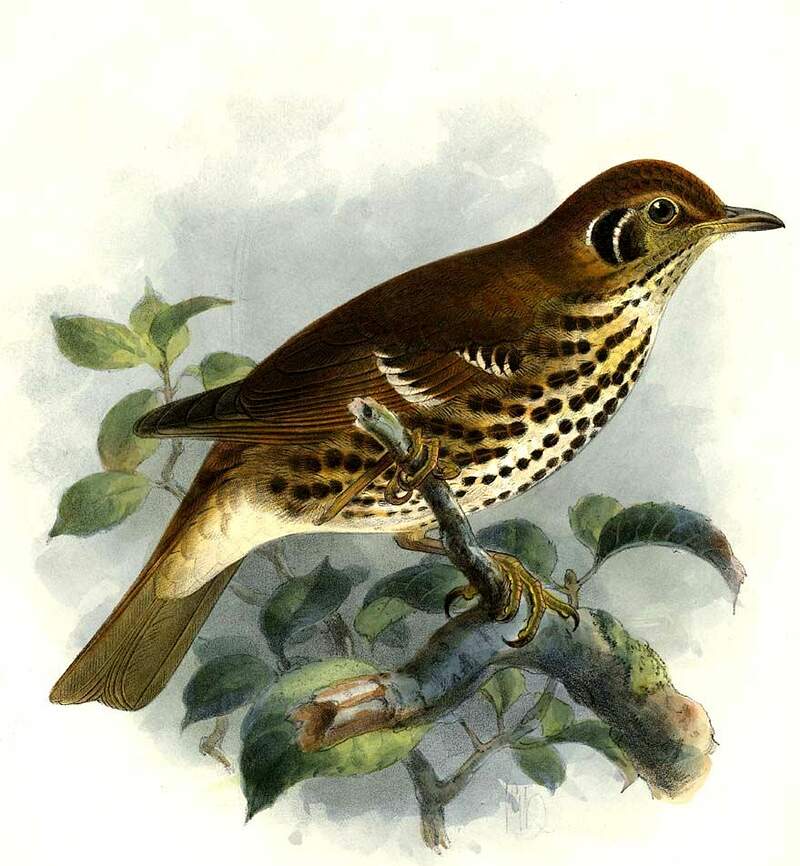 Chinese Thrush - Turdus mupinensis - jgke57951