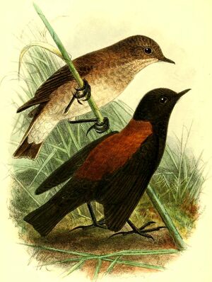 Austral Negrito - Lessonia rufa